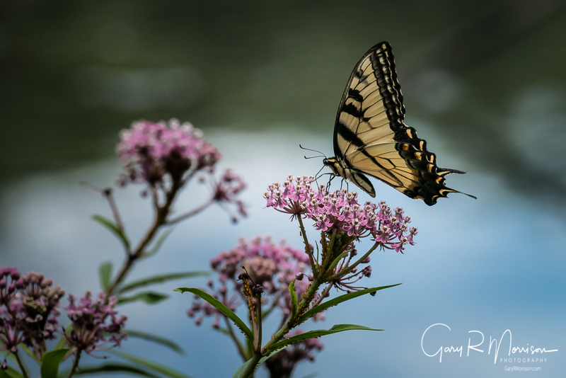 Exploring the Little Blue River in the Hoosier National Forest - Gary R ...