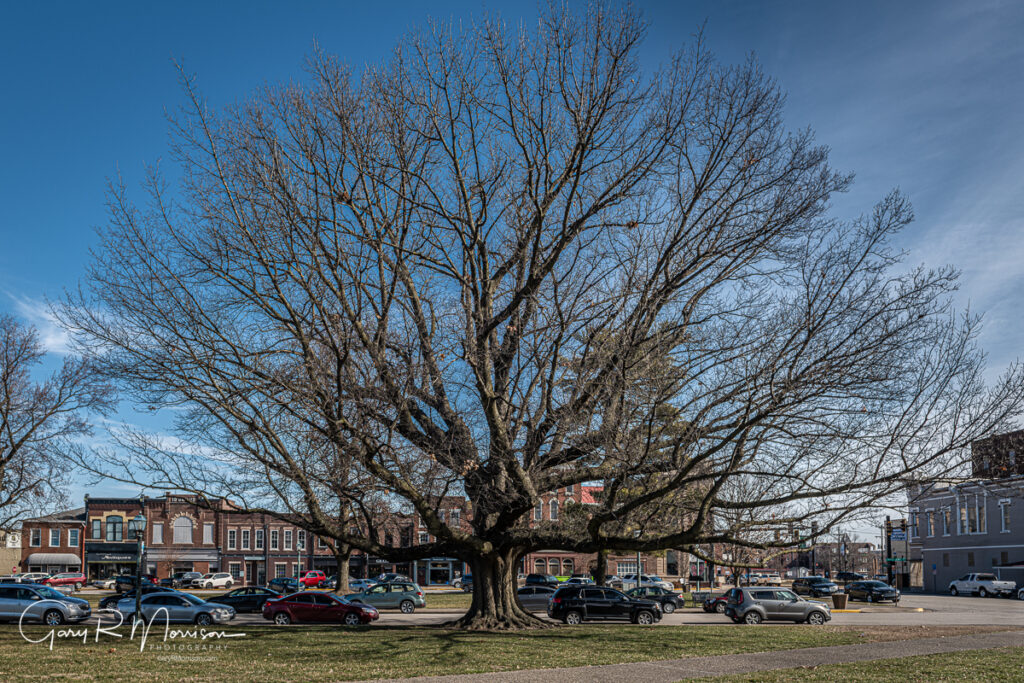 Historic Trees of Indiana - Gary R. Morrison Photography LLC